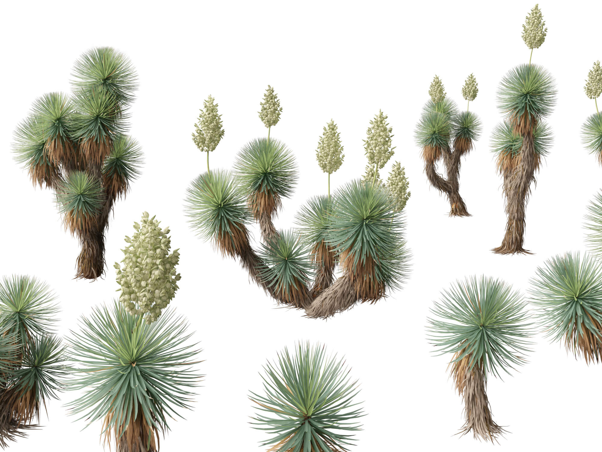 Yucca Thompsoniana - Beaked Yucca 3D Model by 3dgardenplants