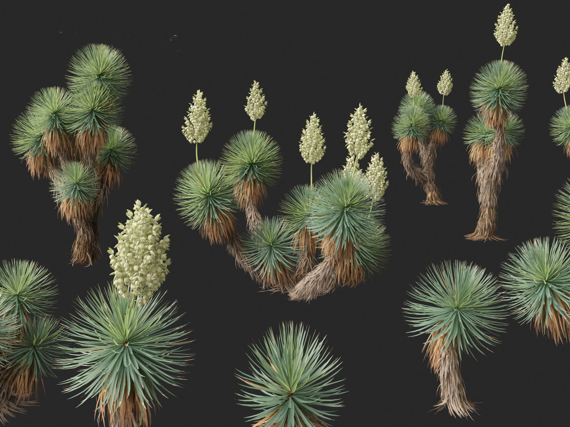 Yucca Thompsoniana - Beaked Yucca 3D Model by 3dgardenplants