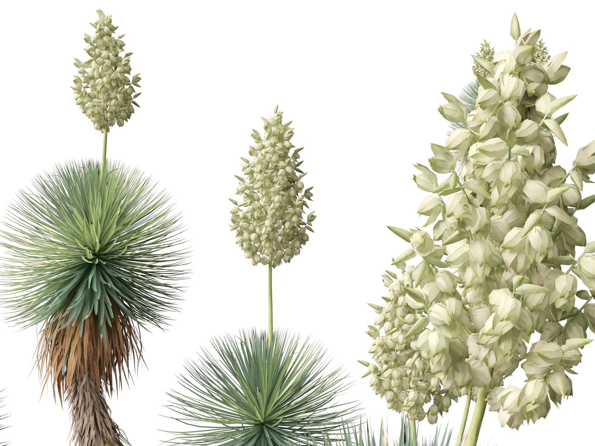 Yucca Thompsoniana - Beaked Yucca 3D Model by 3dgardenplants