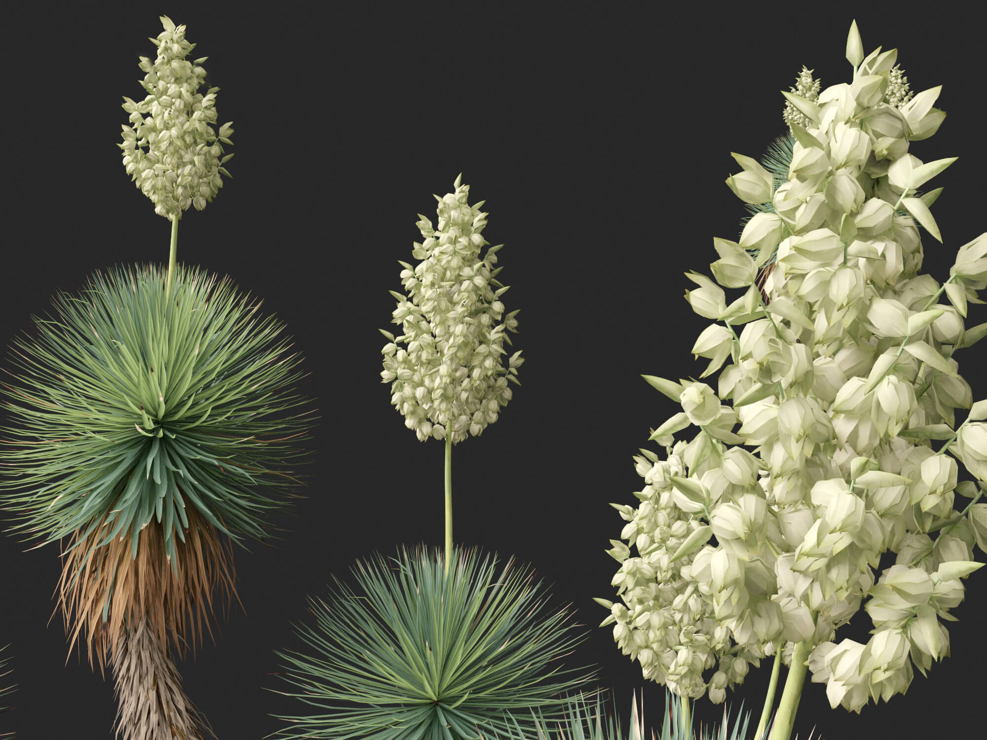 Yucca Thompsoniana - Beaked Yucca 3D Model by 3dgardenplants