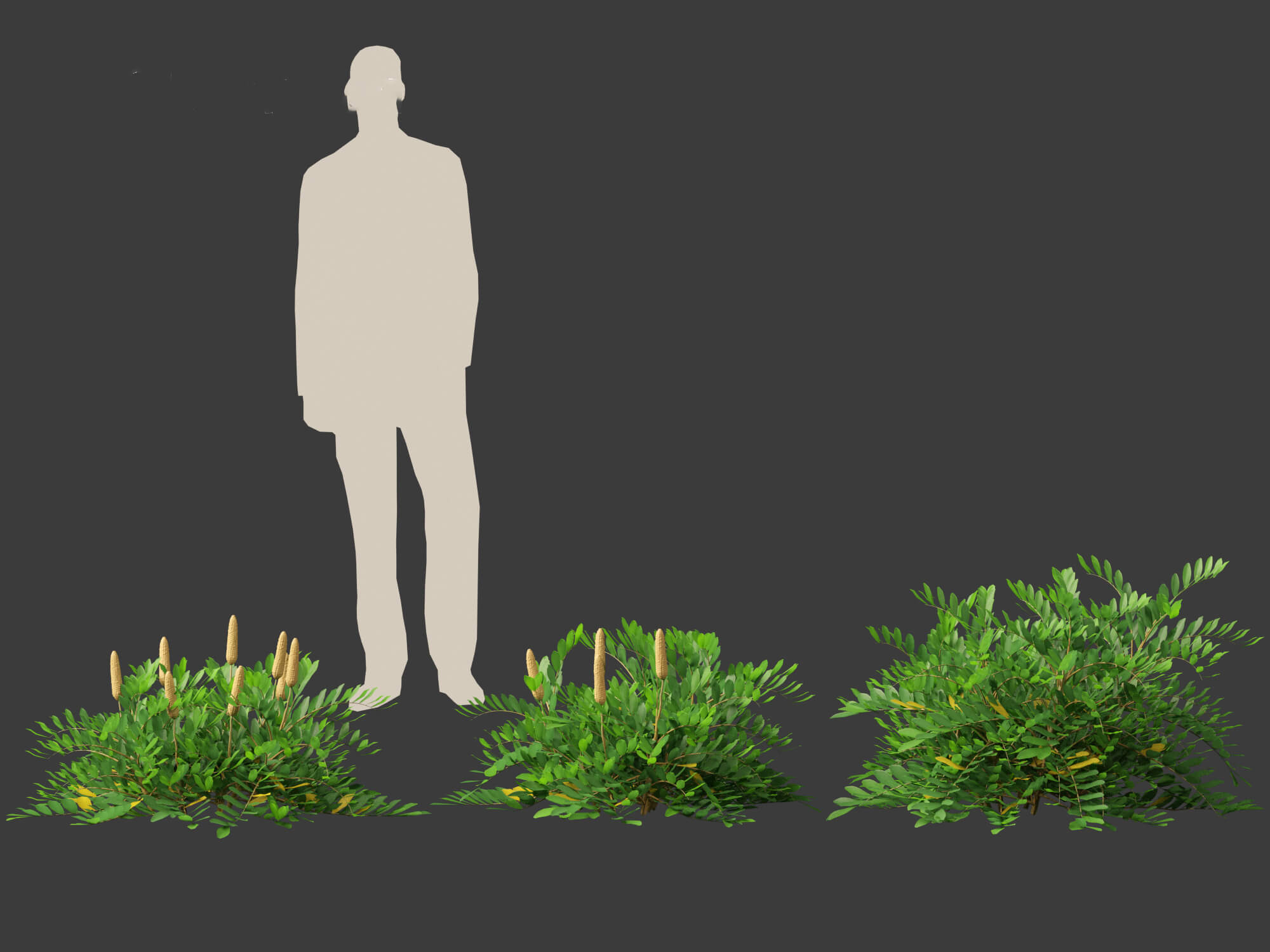 Zamia Furfuracea - Cardboard Palm 01 3D Model by 3dgardenplants