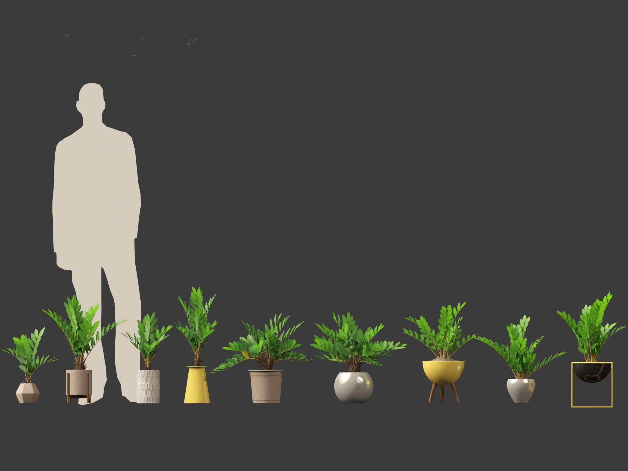 Zamia Furfuracea - Cardboard Palm 02 3D Model by 3dgardenplants