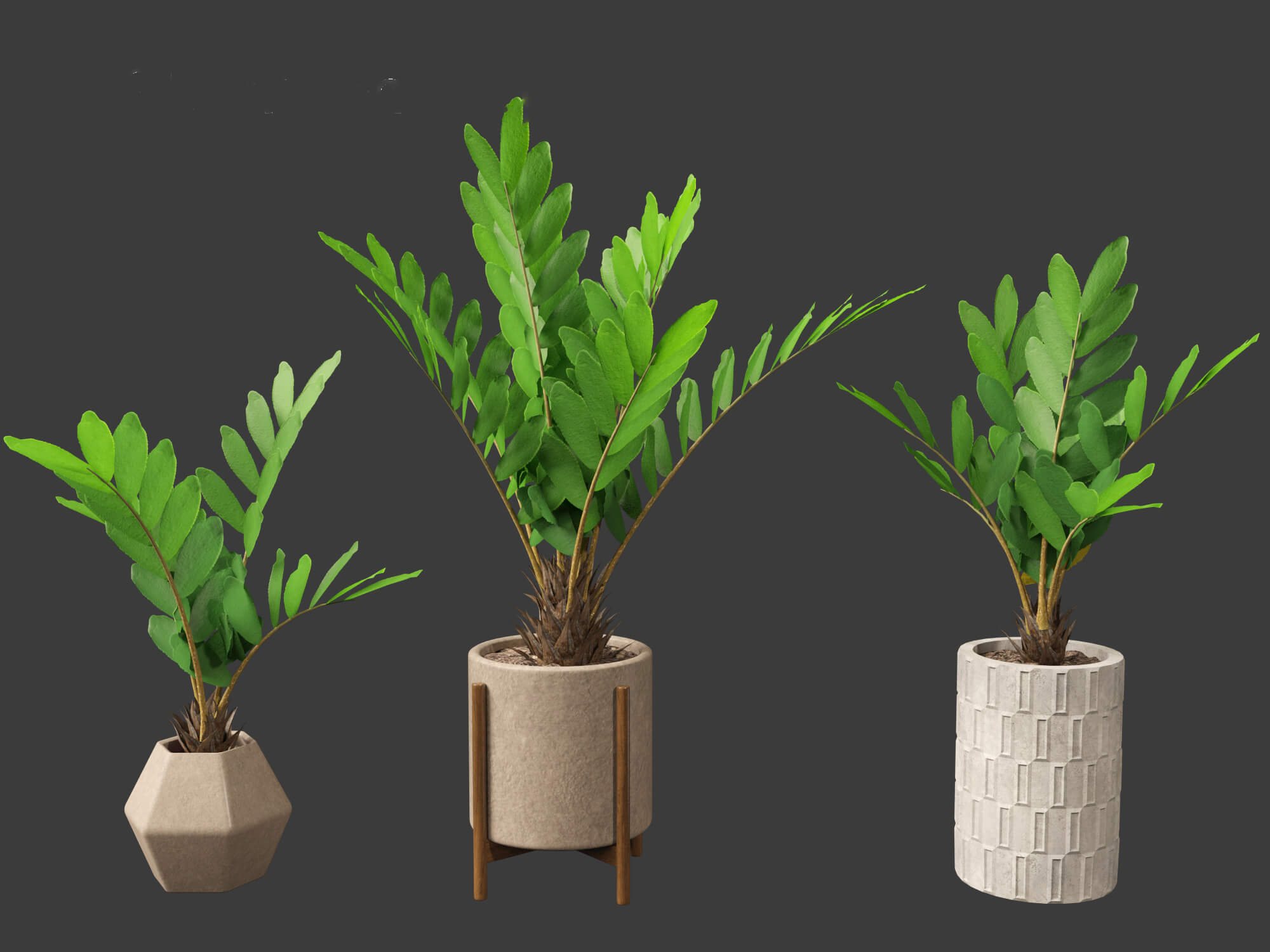 Zamia Furfuracea - Cardboard Palm 02 3D Model by 3dgardenplants