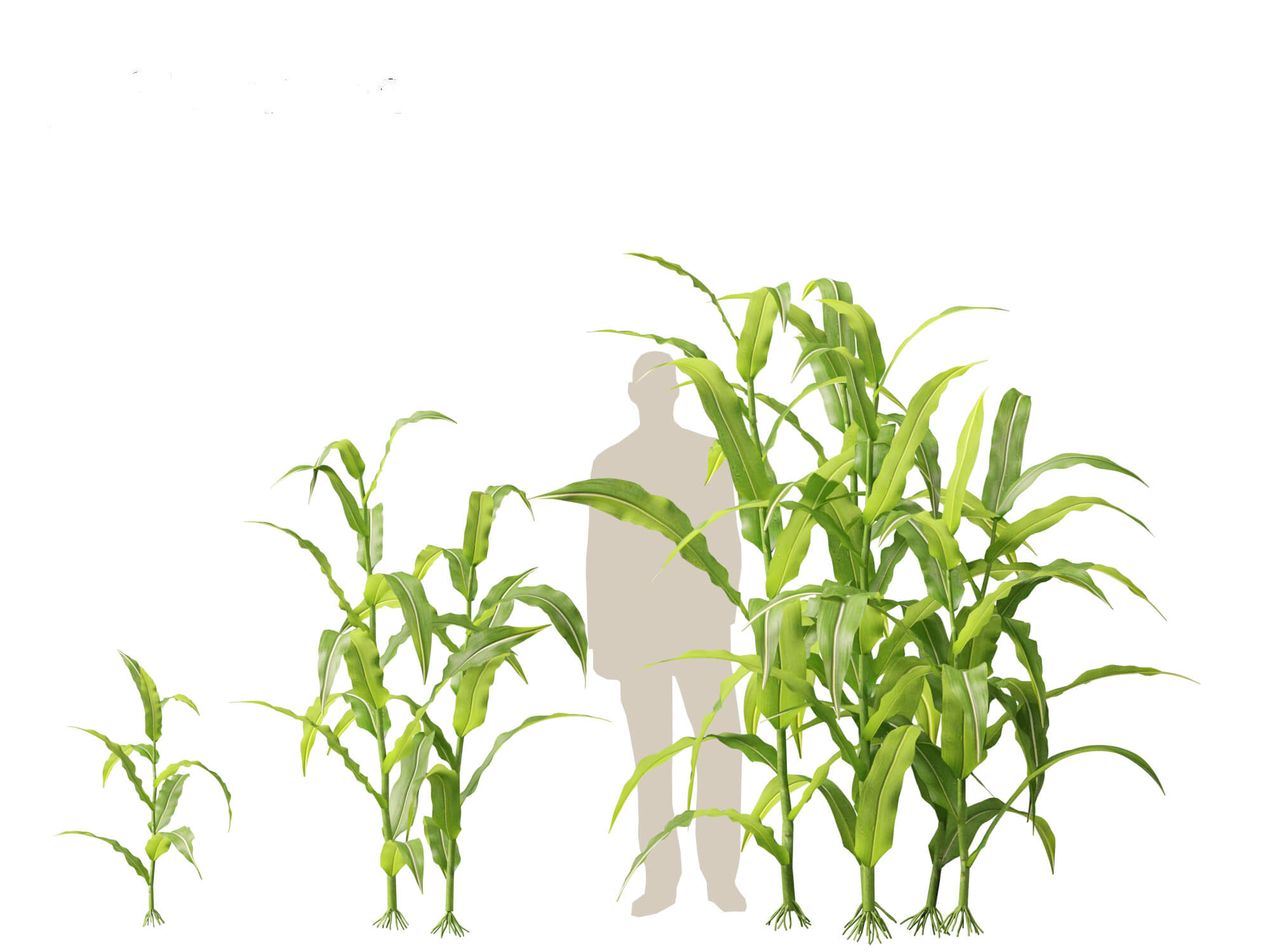 Zea Mays - Maize 3D Model by 3dgardenplants
