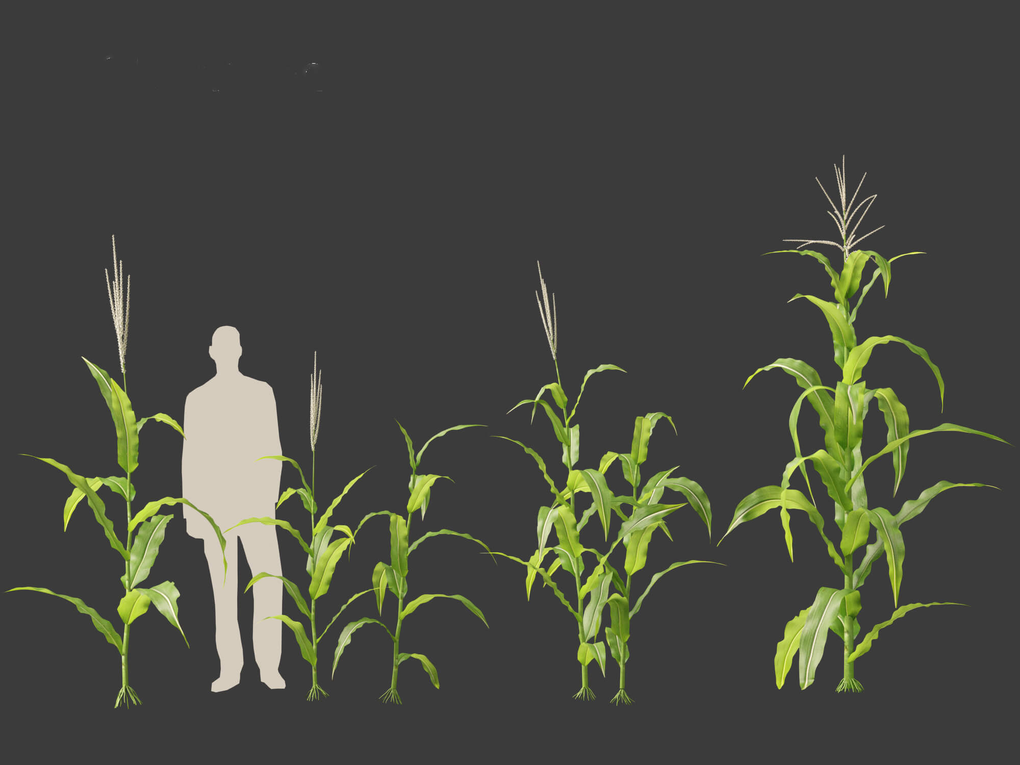 Zea Mays - Maize 3D Model by 3dgardenplants