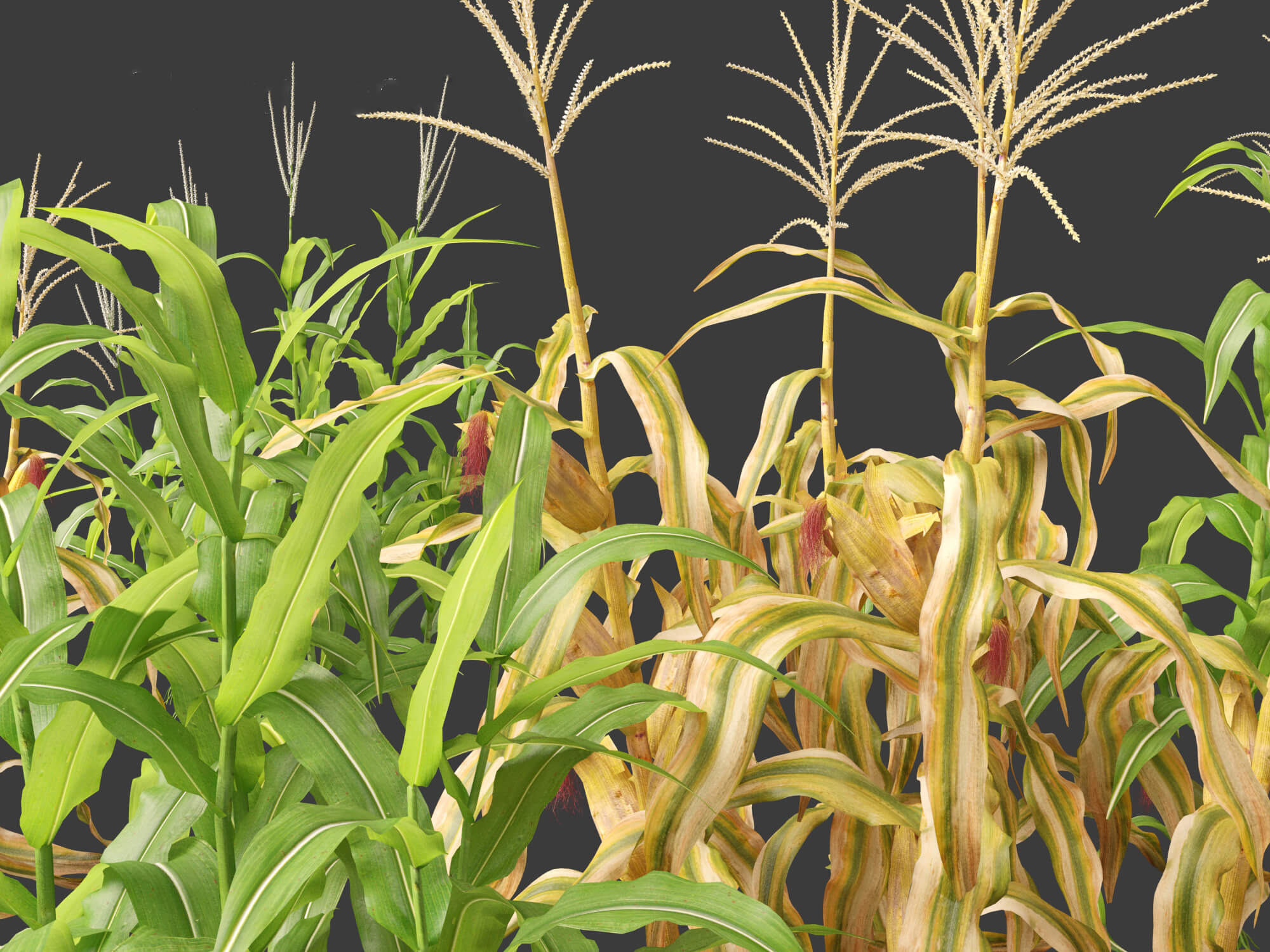 Zea Mays - Maize 3D Model by 3dgardenplants