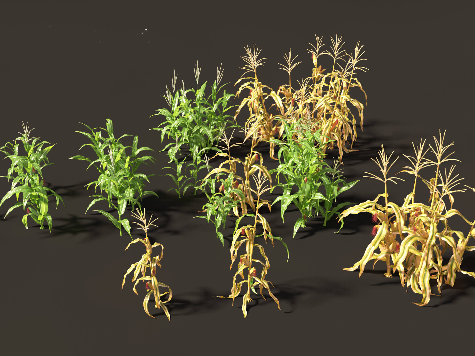 Zea Mays - Maize 3D Model by 3dgardenplants