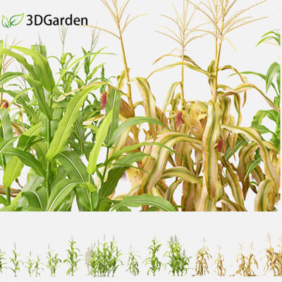 Zea Mays - Maize 3D Model by 3dgardenplants
