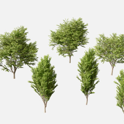 Zelkova Serrata Green Vase - Japanese Elm 3D Model by 3dgardenplants