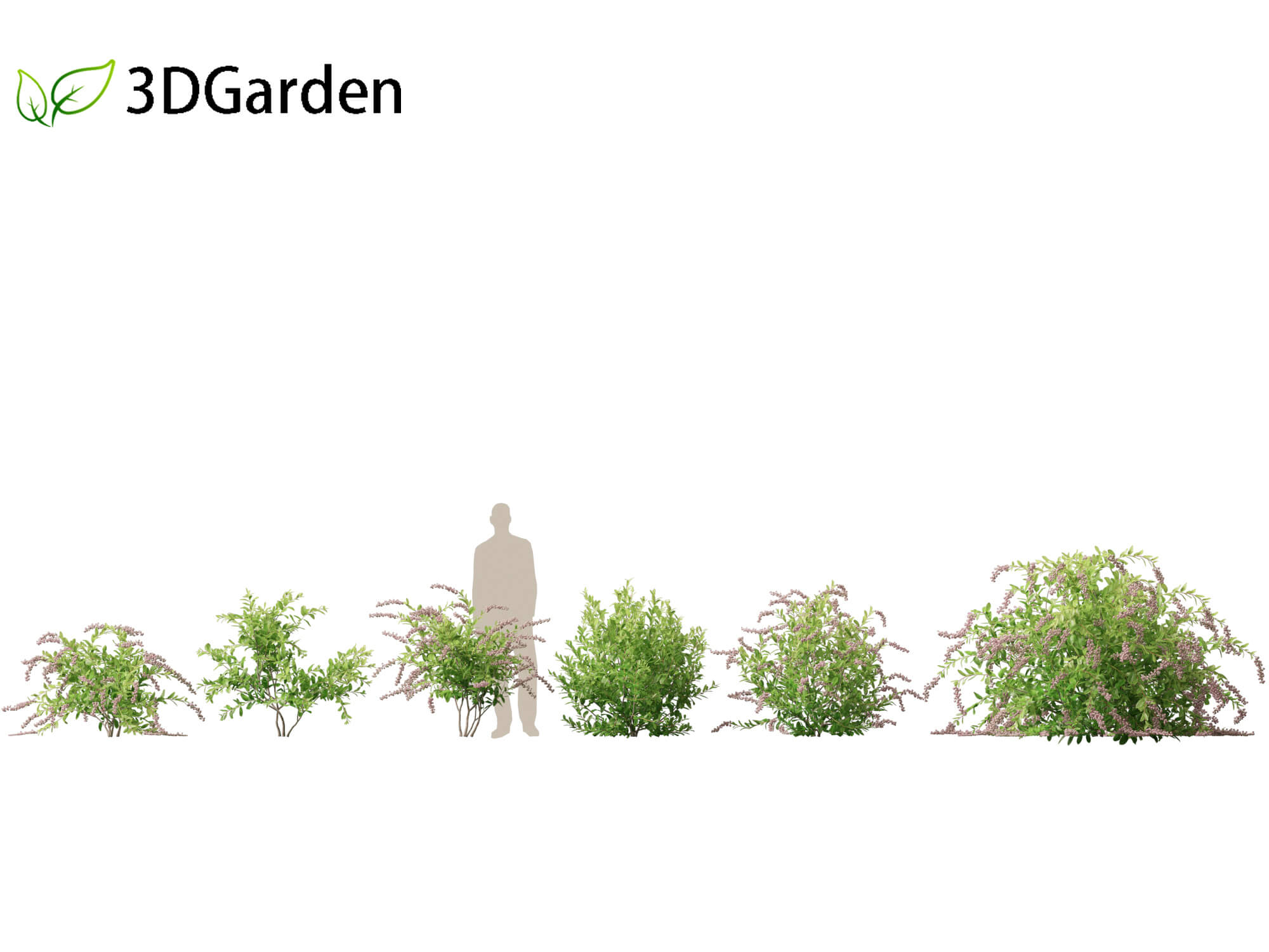 Zenobia Pulverulenta Raspberry Ripple – Honey Cups - 3D Model by ...