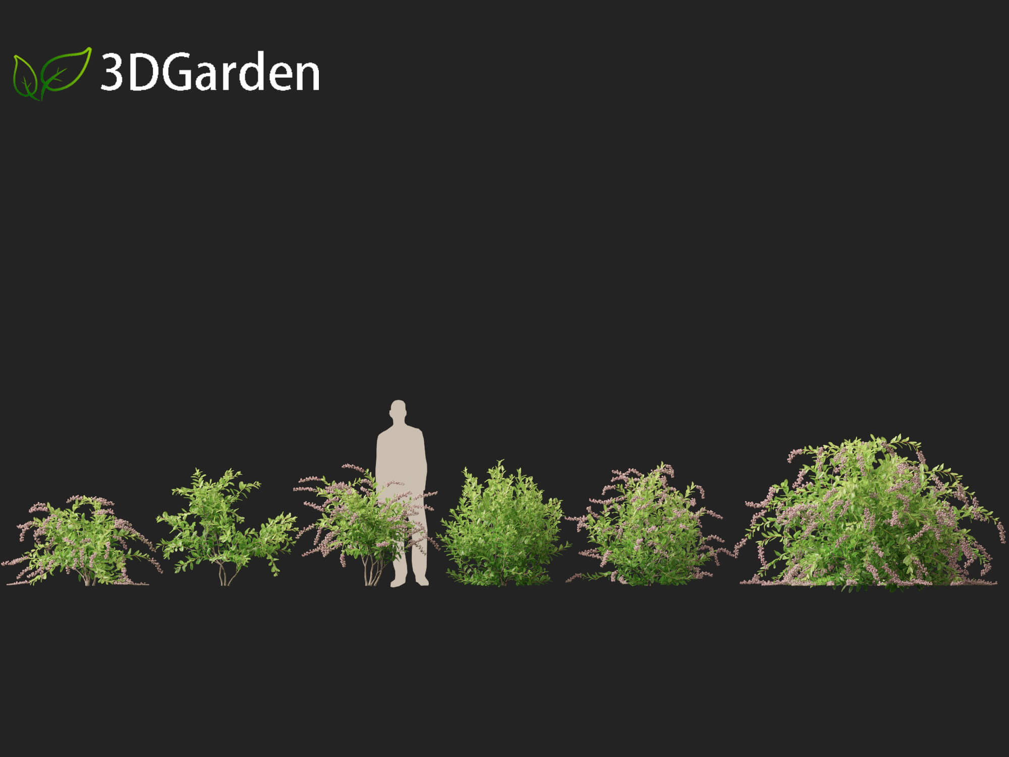 Zenobia Pulverulenta Raspberry Ripple – Honey Cups - 3D Model by ...