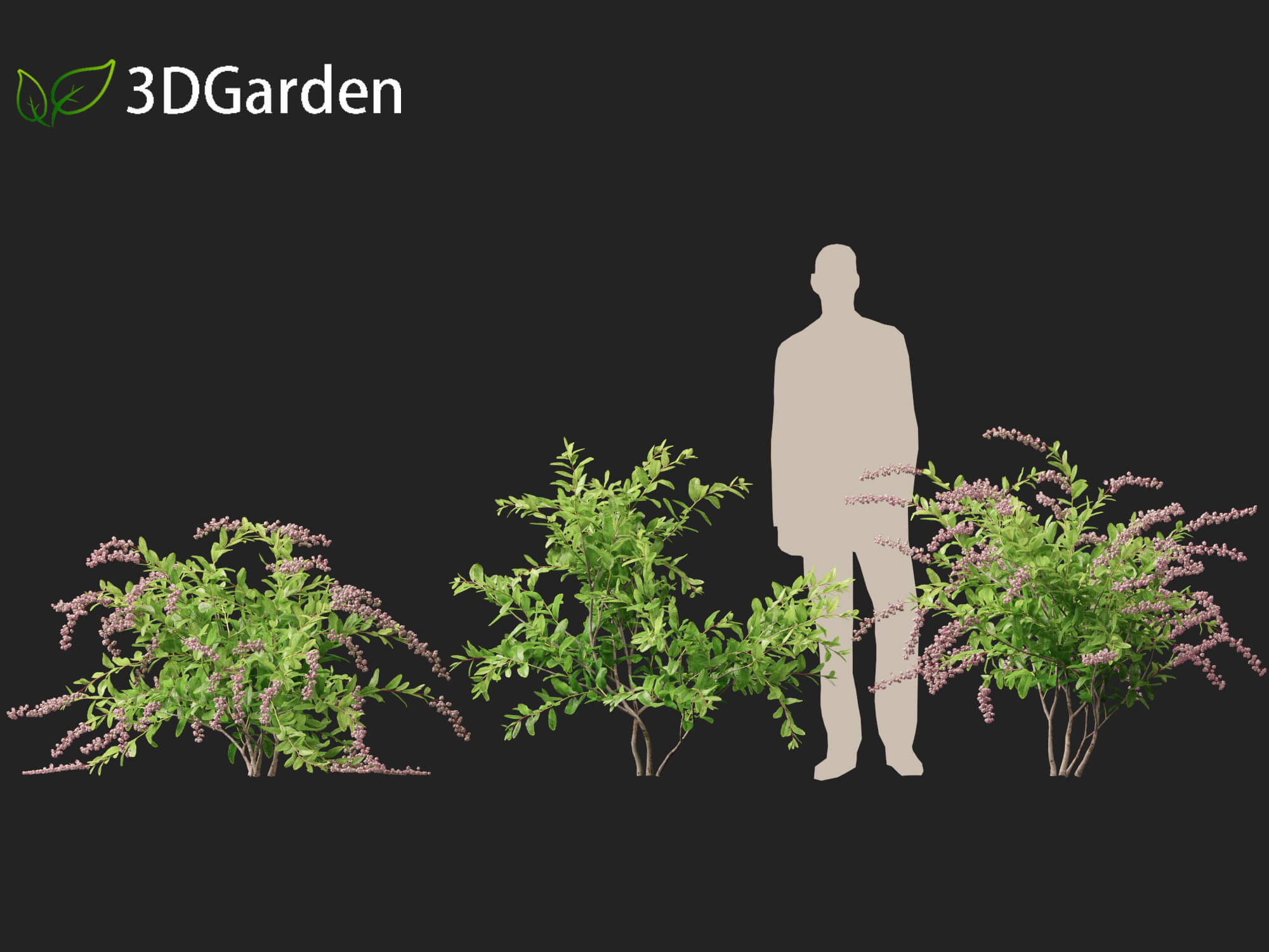 Zenobia Pulverulenta Raspberry Ripple – Honey Cups - 3D Model by ...