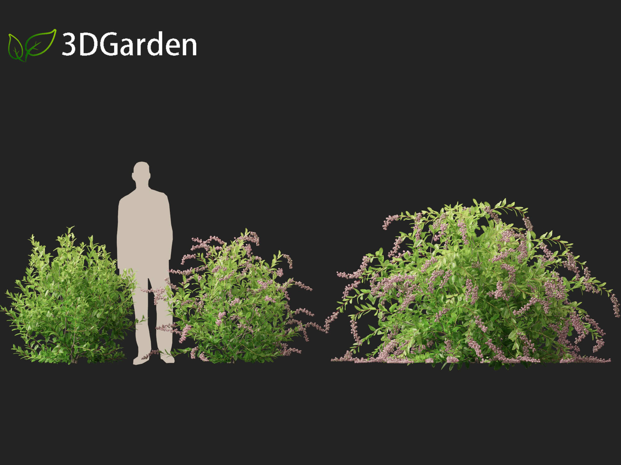 Zenobia Pulverulenta Raspberry Ripple – Honey Cups - 3D Model by ...