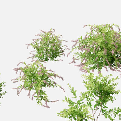 Zenobia Pulverulenta Raspberry Ripple – Honey Cups - 3D Model by ...