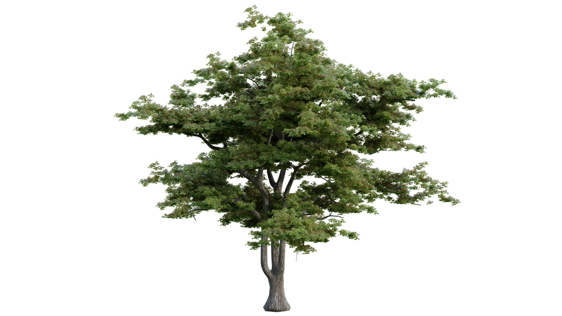 British Forest 3D Scene by 3DHappy