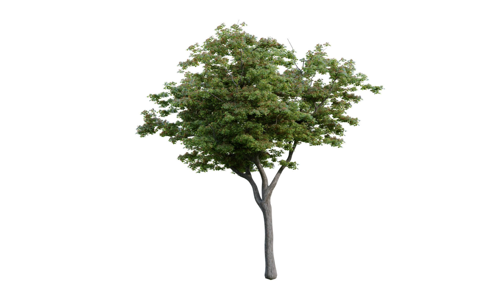 British Forest 3D Scene by 3DHappy