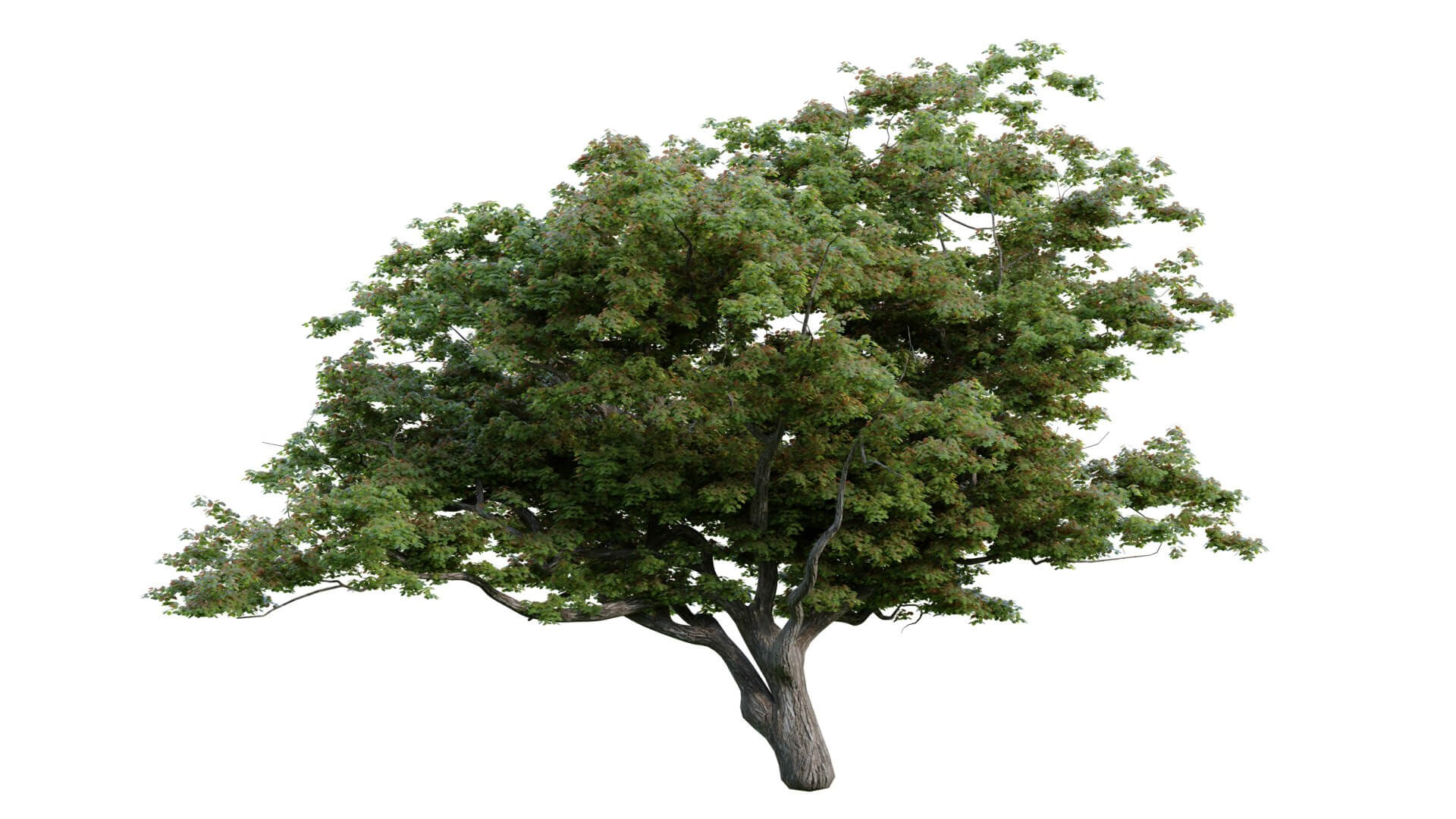 British Forest 3D Scene by 3DHappy