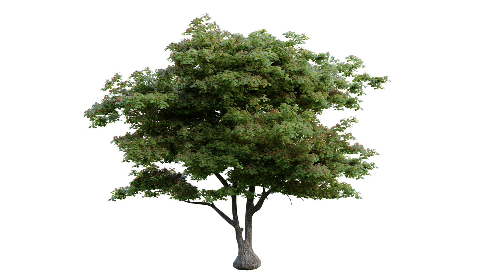 British Forest 3D Scene by 3DHappy