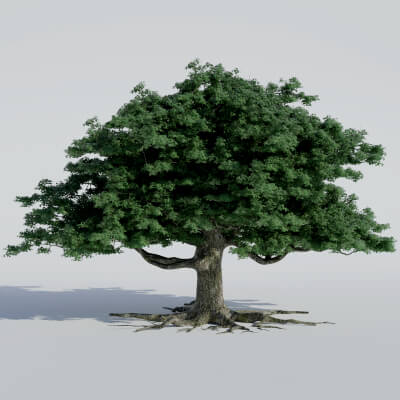 Oak Tree 3D Model by 3DHappy