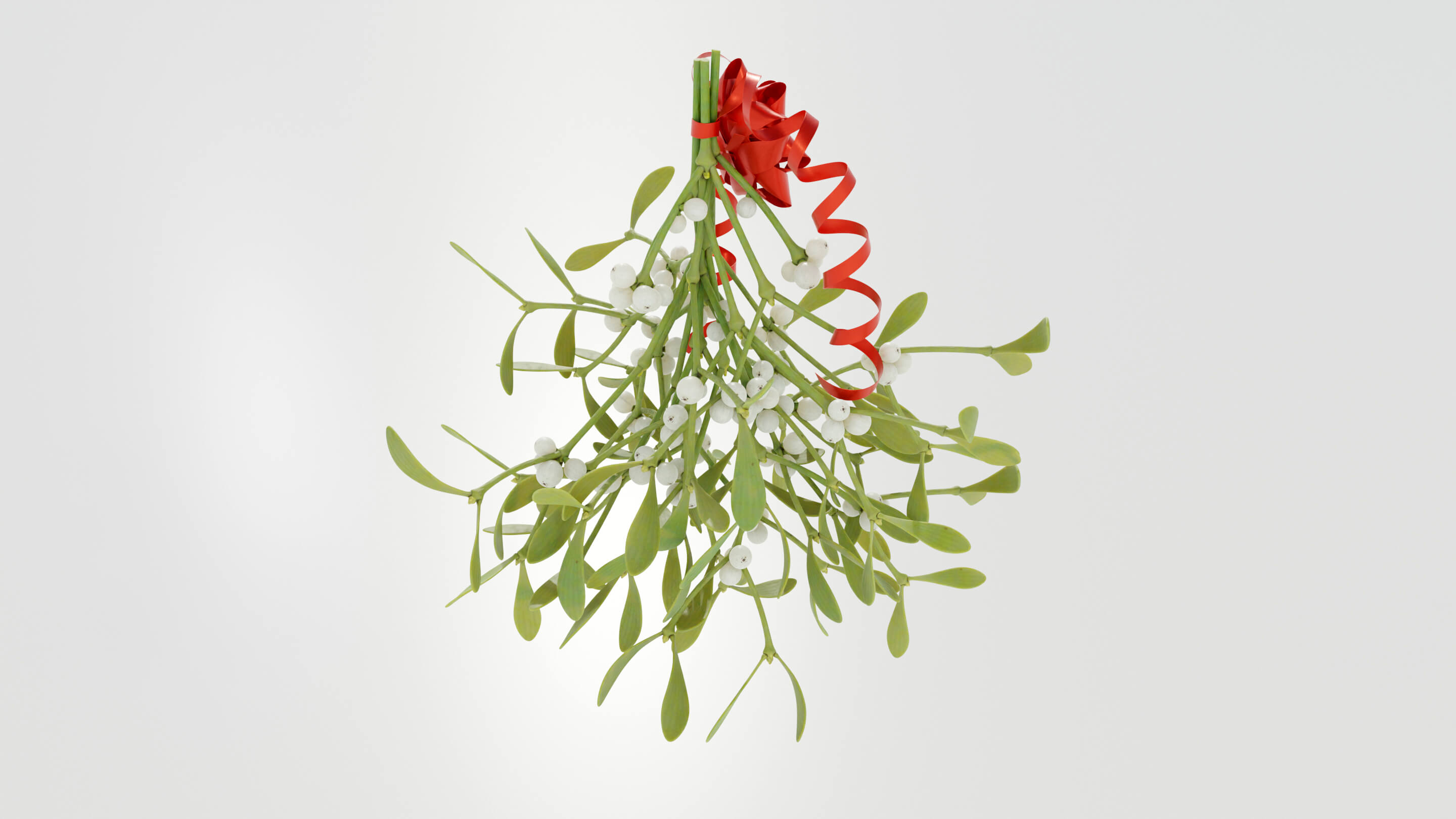 Mistletoe Bunch - 3D Model by 3Dmae