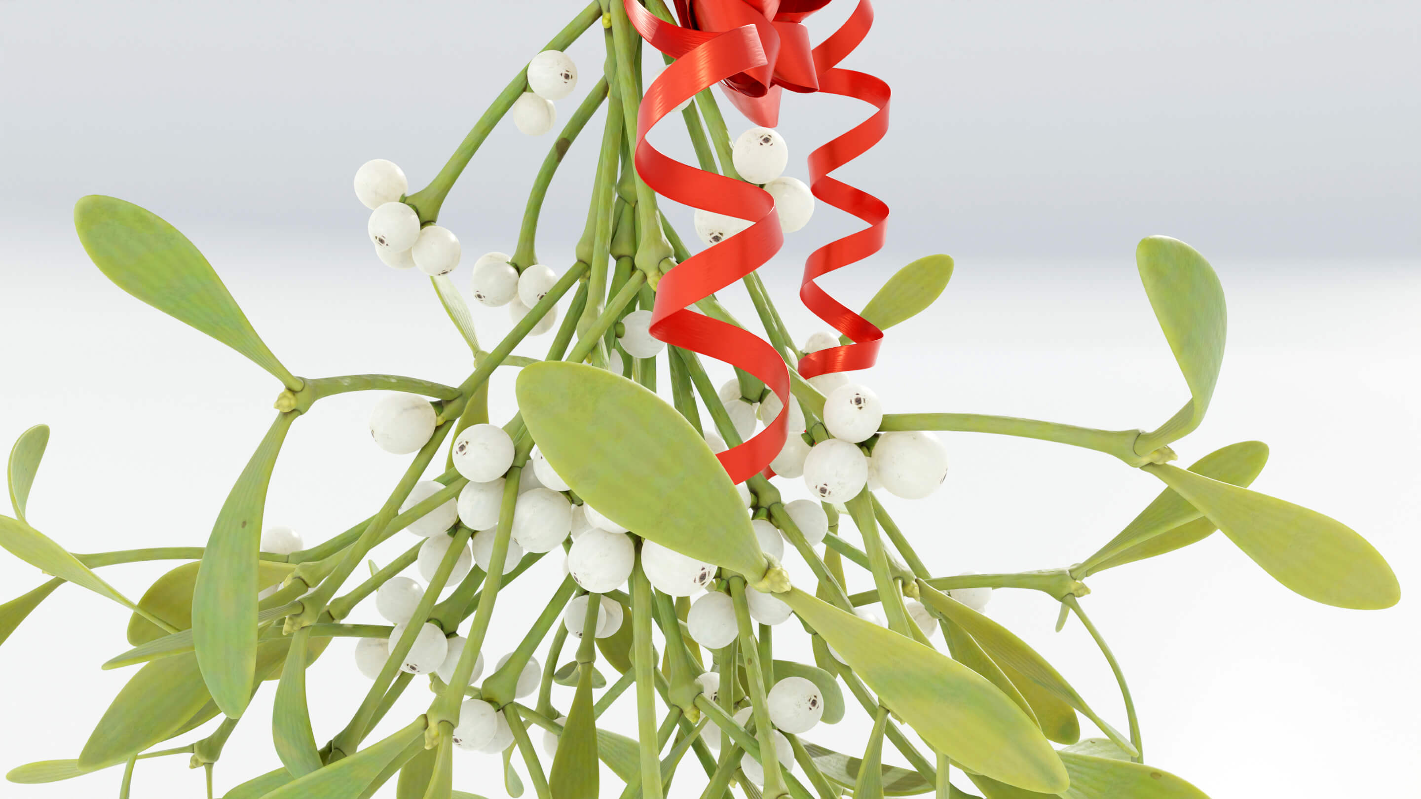 Mistletoe Bunch - 3D Model by 3Dmae