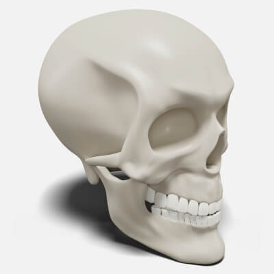 New 3D Models | Anatomy | Skulls | RenderHub