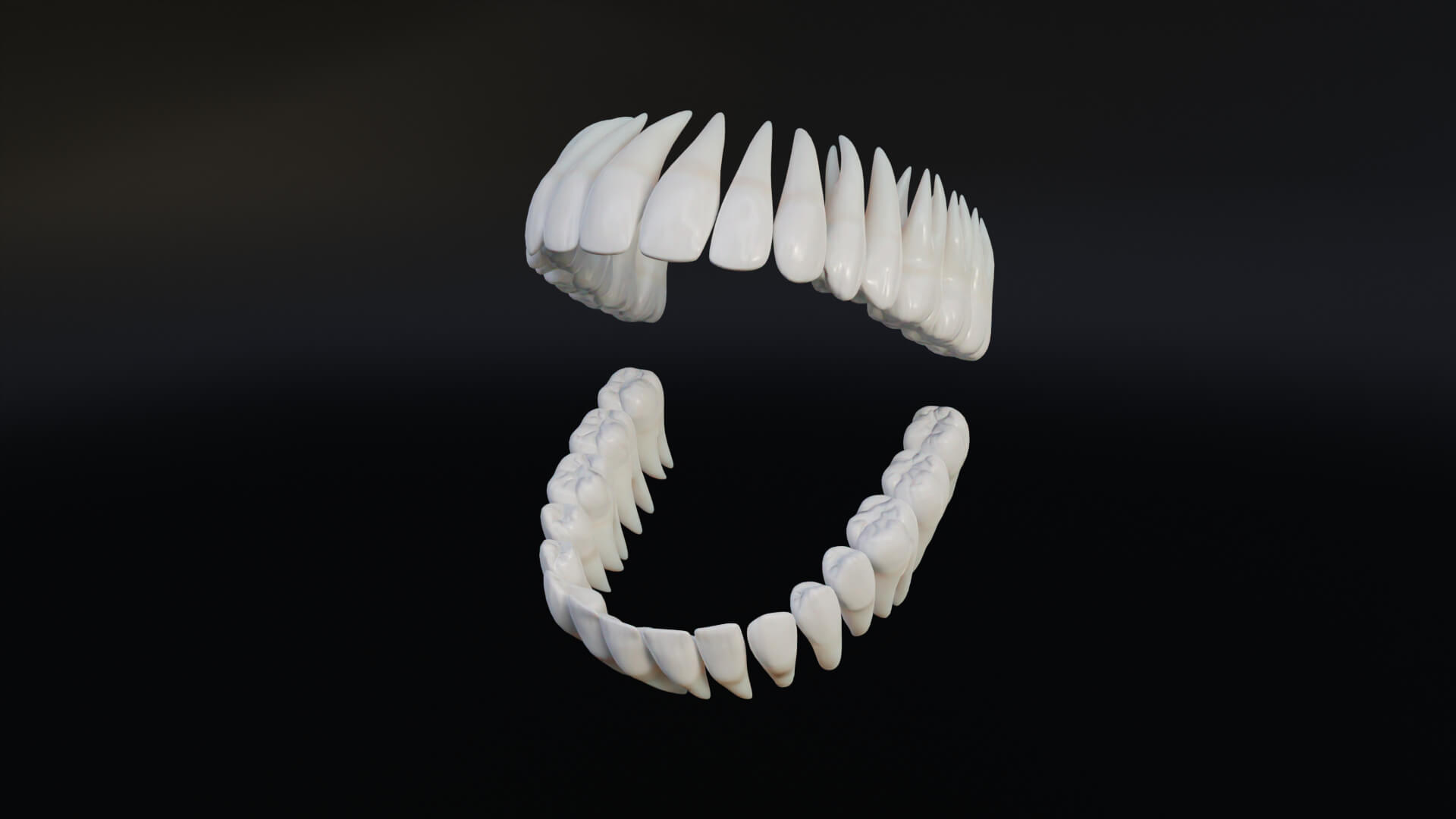 Clean Human Teeth Realistic and Detailed Low Poly 3D Model by 3DPolyForge