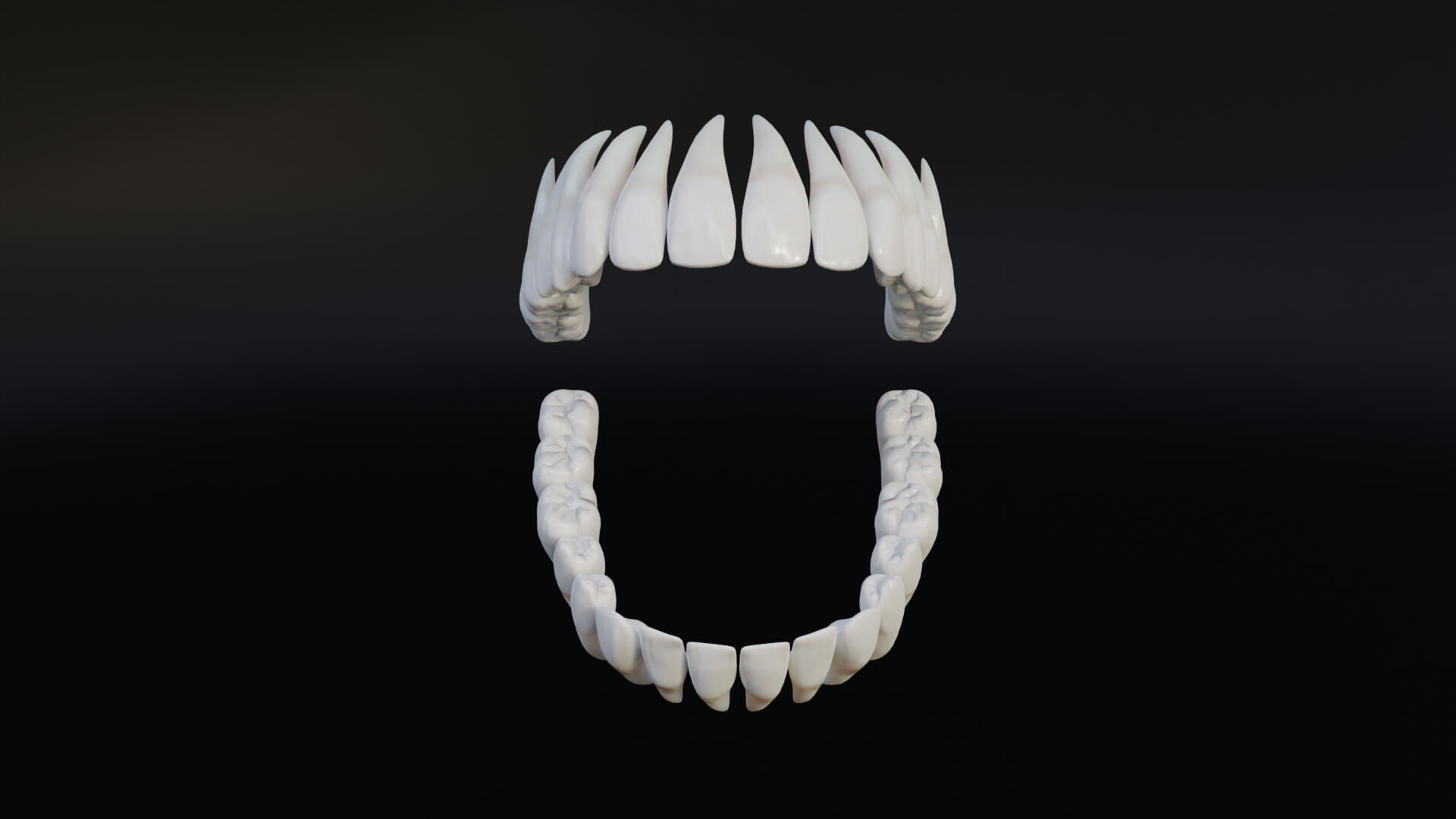 Clean Human Teeth Realistic and Detailed Low Poly 3D Model by 3DPolyForge