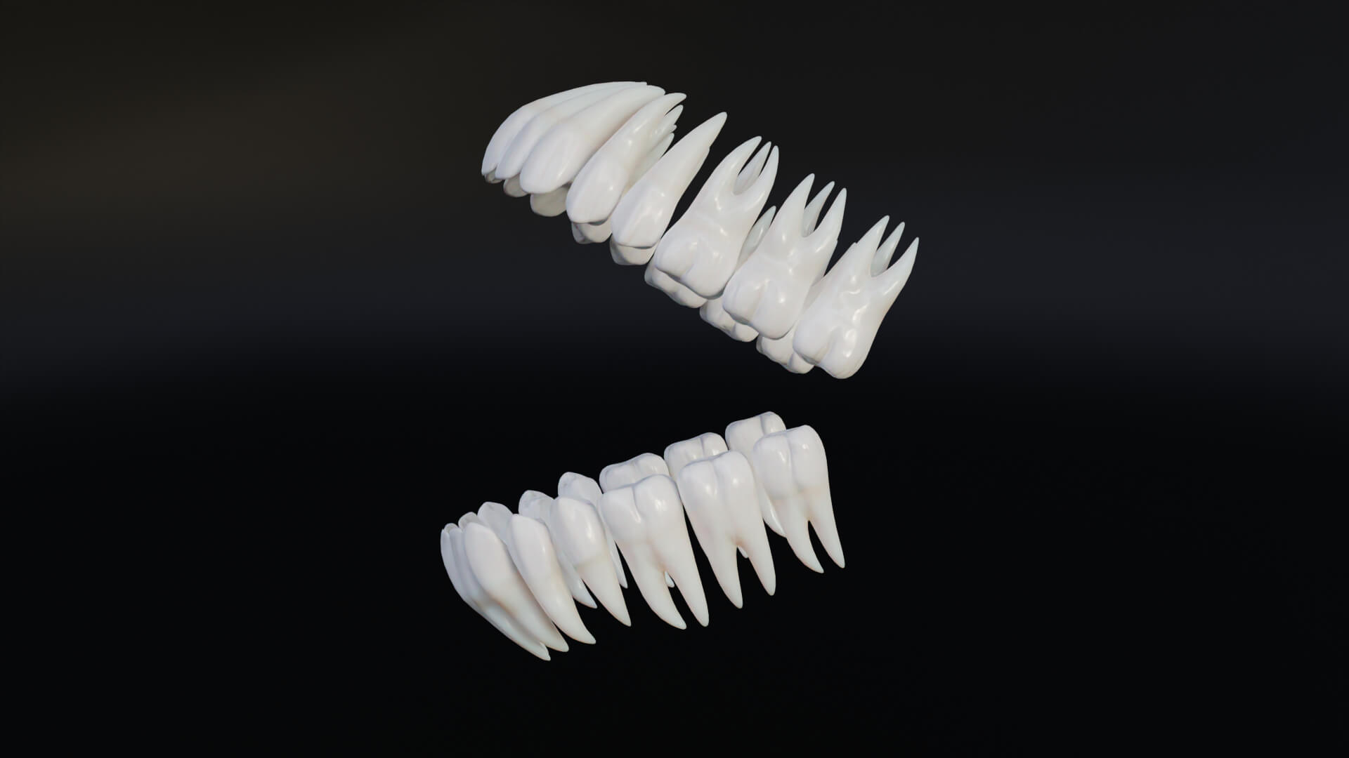 Clean Human Teeth Realistic and Detailed Low Poly 3D Model by 3DPolyForge