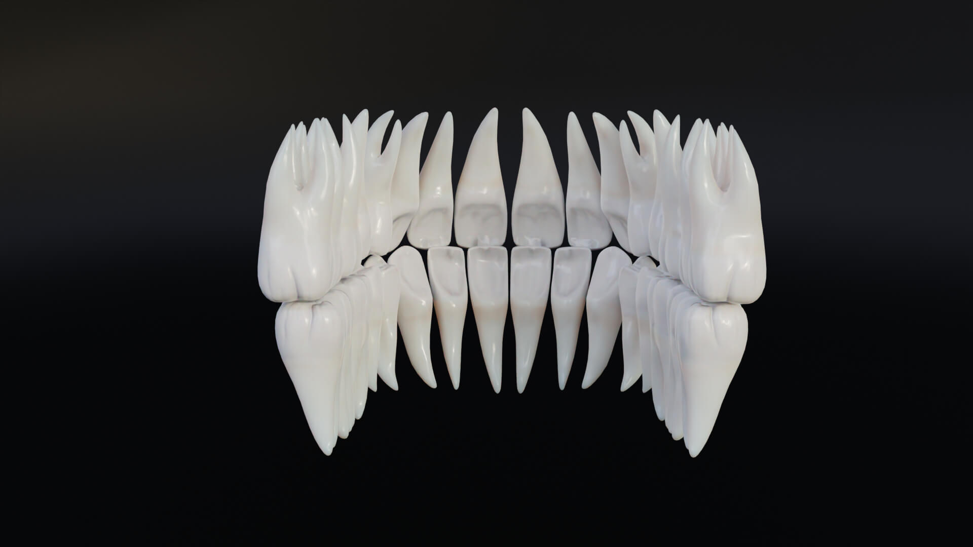Clean Human Teeth Realistic and Detailed Low Poly 3D Model by 3DPolyForge