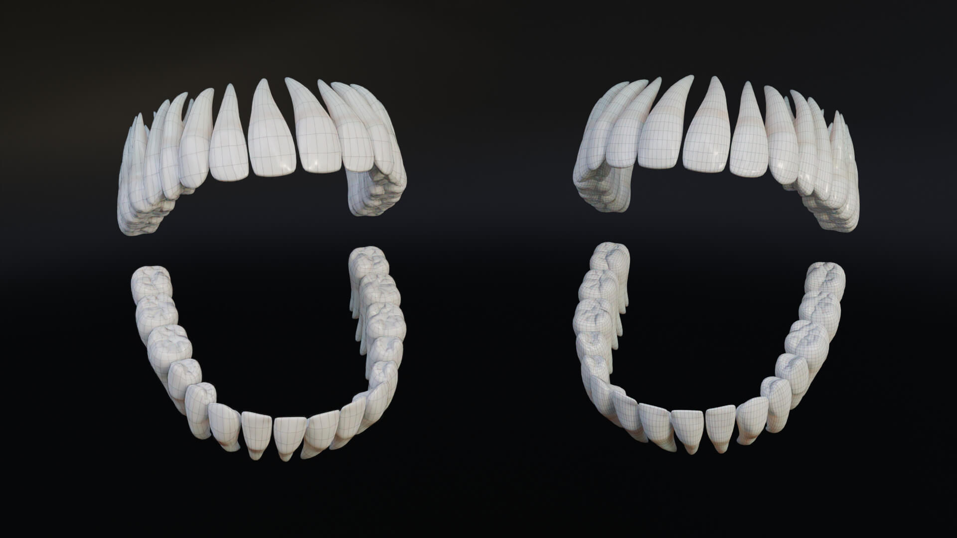 Clean Human Teeth Realistic and Detailed Low Poly 3D Model by 3DPolyForge