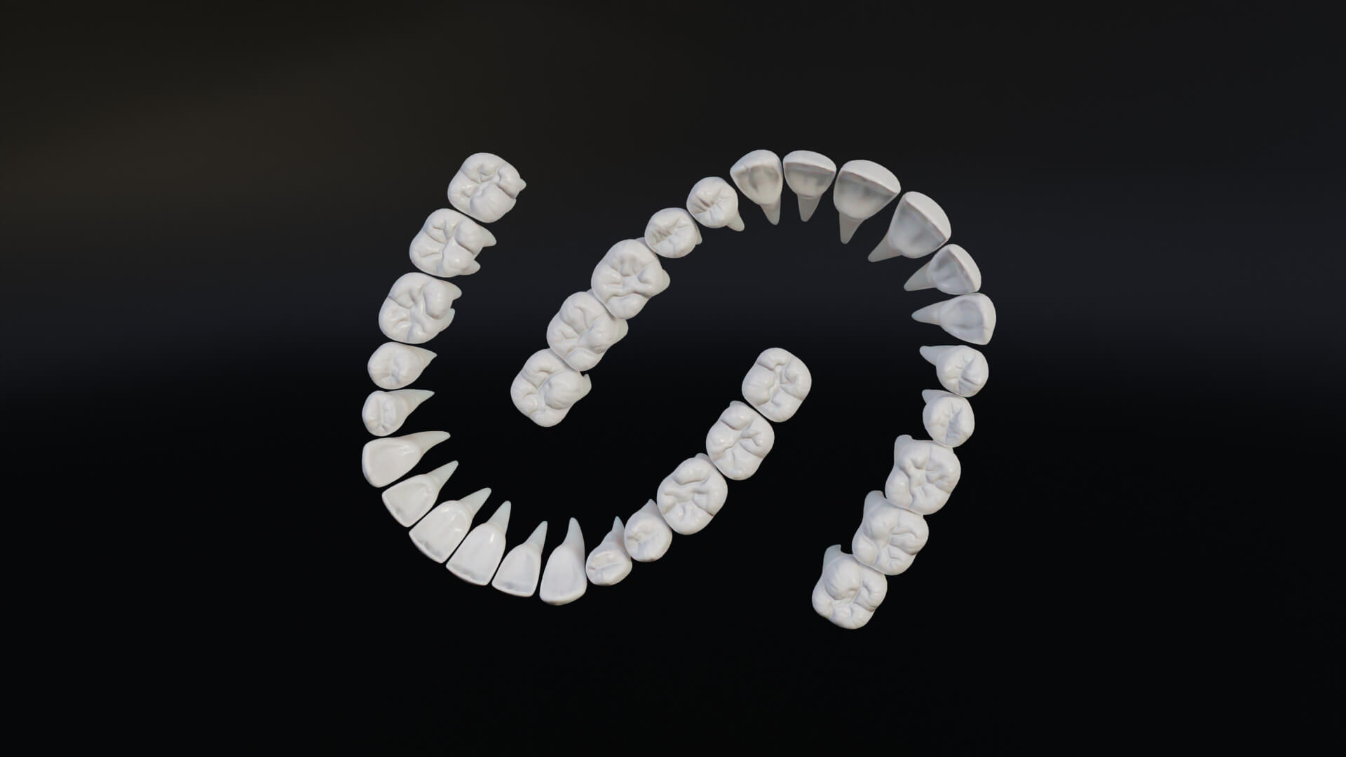 Clean Human Teeth Realistic and Detailed Low Poly 3D Model by 3DPolyForge