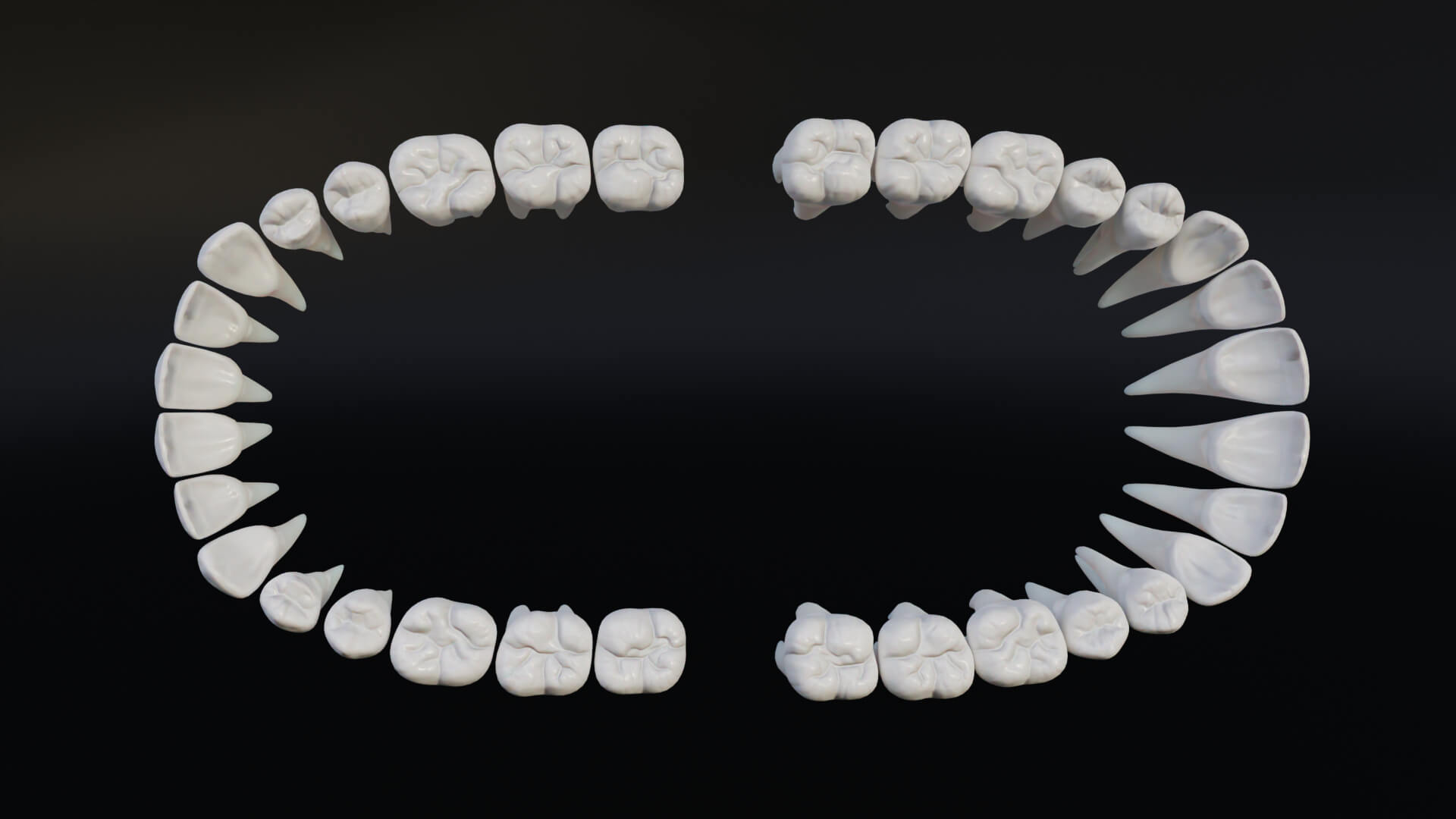 Clean Human Teeth Realistic and Detailed Low Poly 3D Model by 3DPolyForge