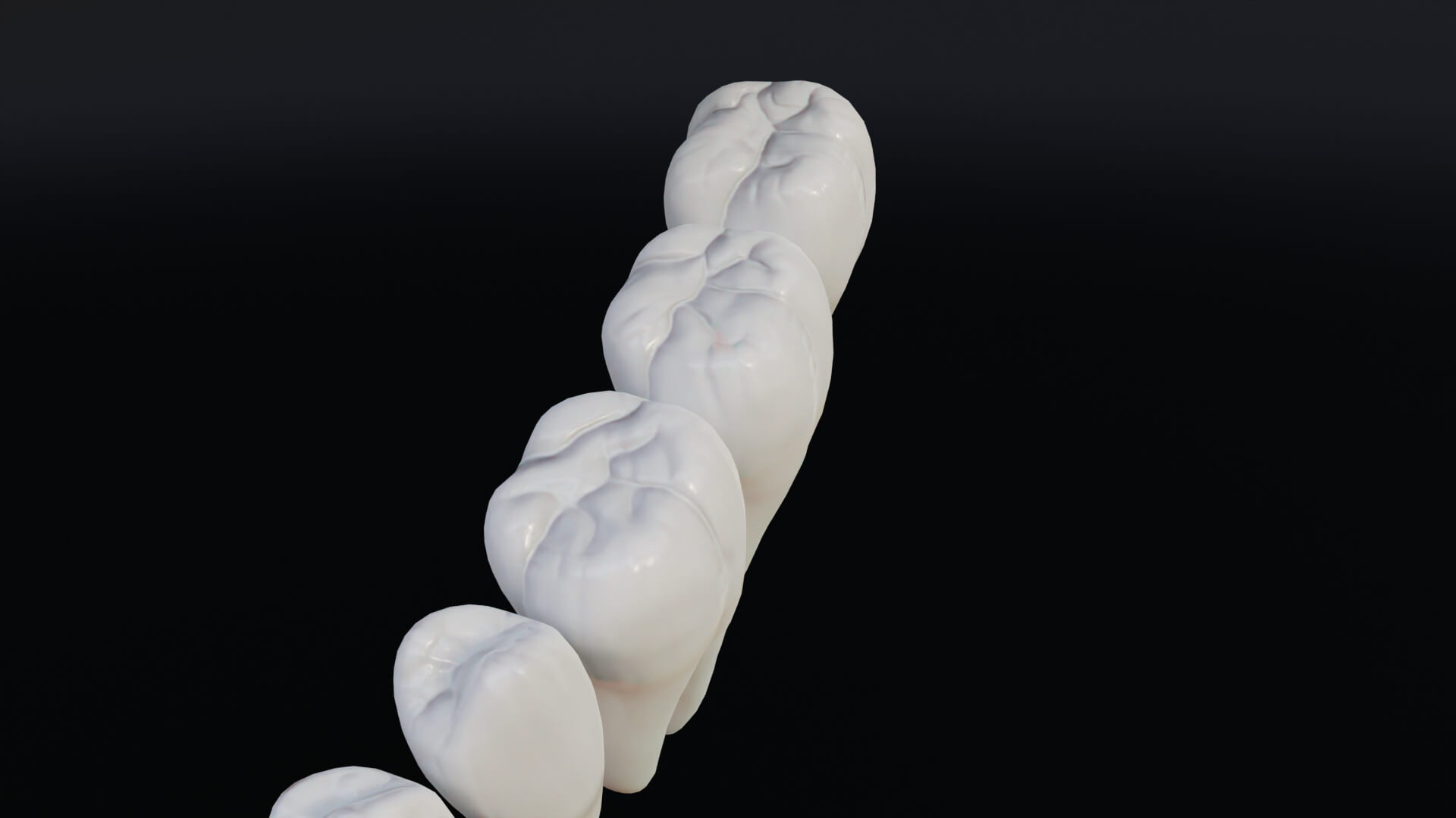 Clean Human Teeth Realistic and Detailed Low Poly 3D Model by 3DPolyForge