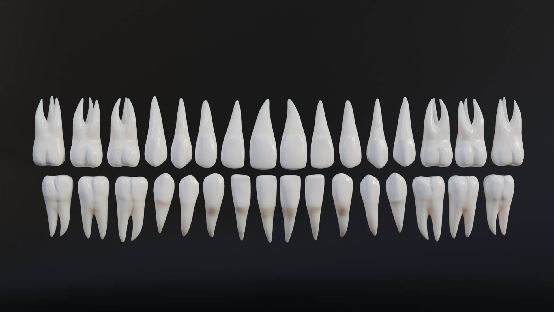 Clean Human Teeth Realistic and Detailed Low Poly 3D Model by 3DPolyForge