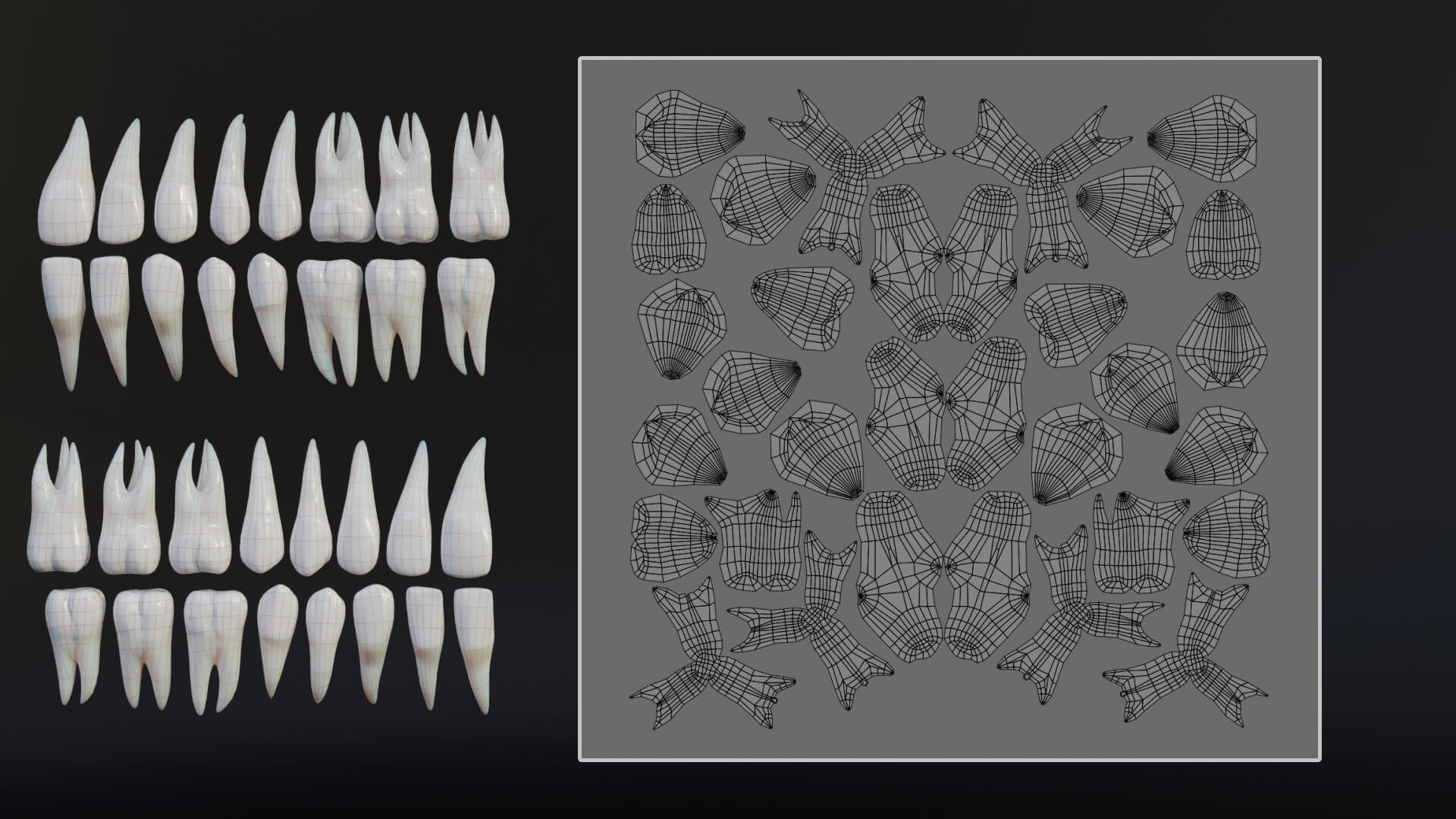 Clean Human Teeth Realistic and Detailed Low Poly 3D Model by 3DPolyForge