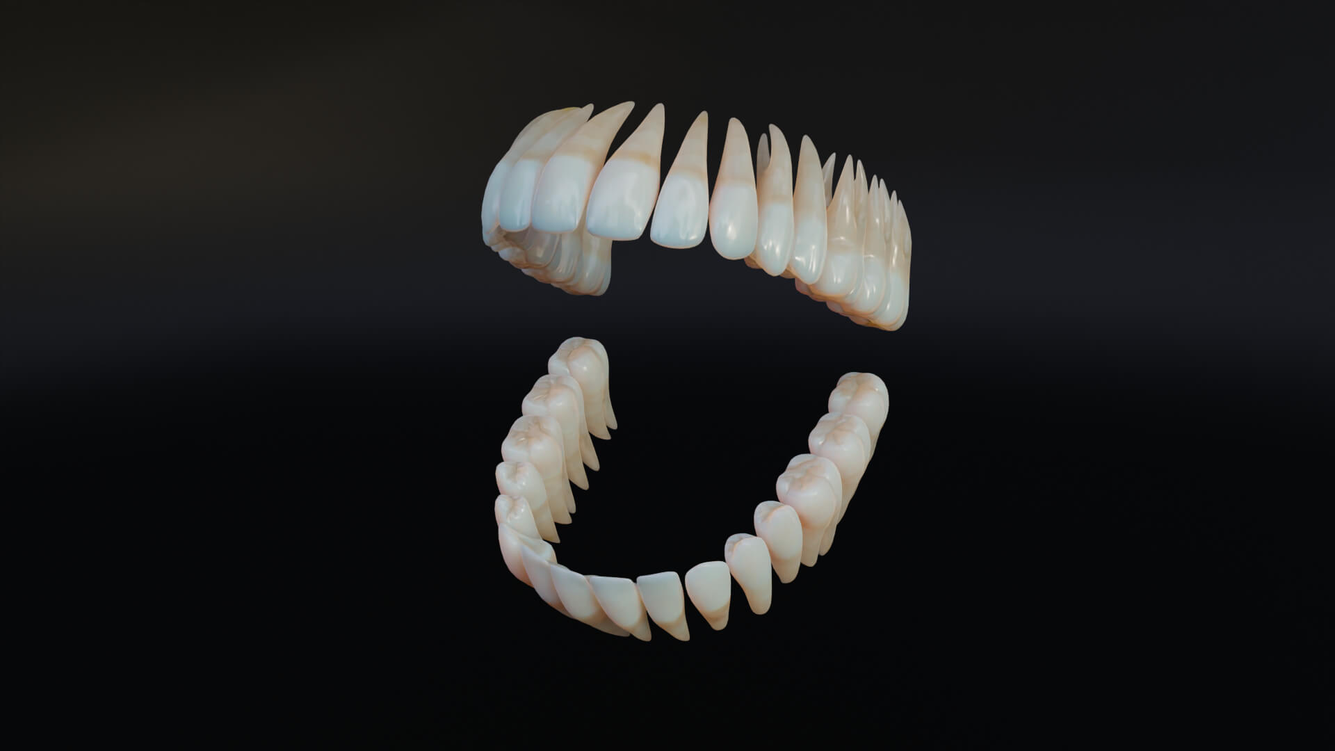 Dirty Human Teeth Realistic and Detailed Low Poly 3D Model by 3DPolyForge