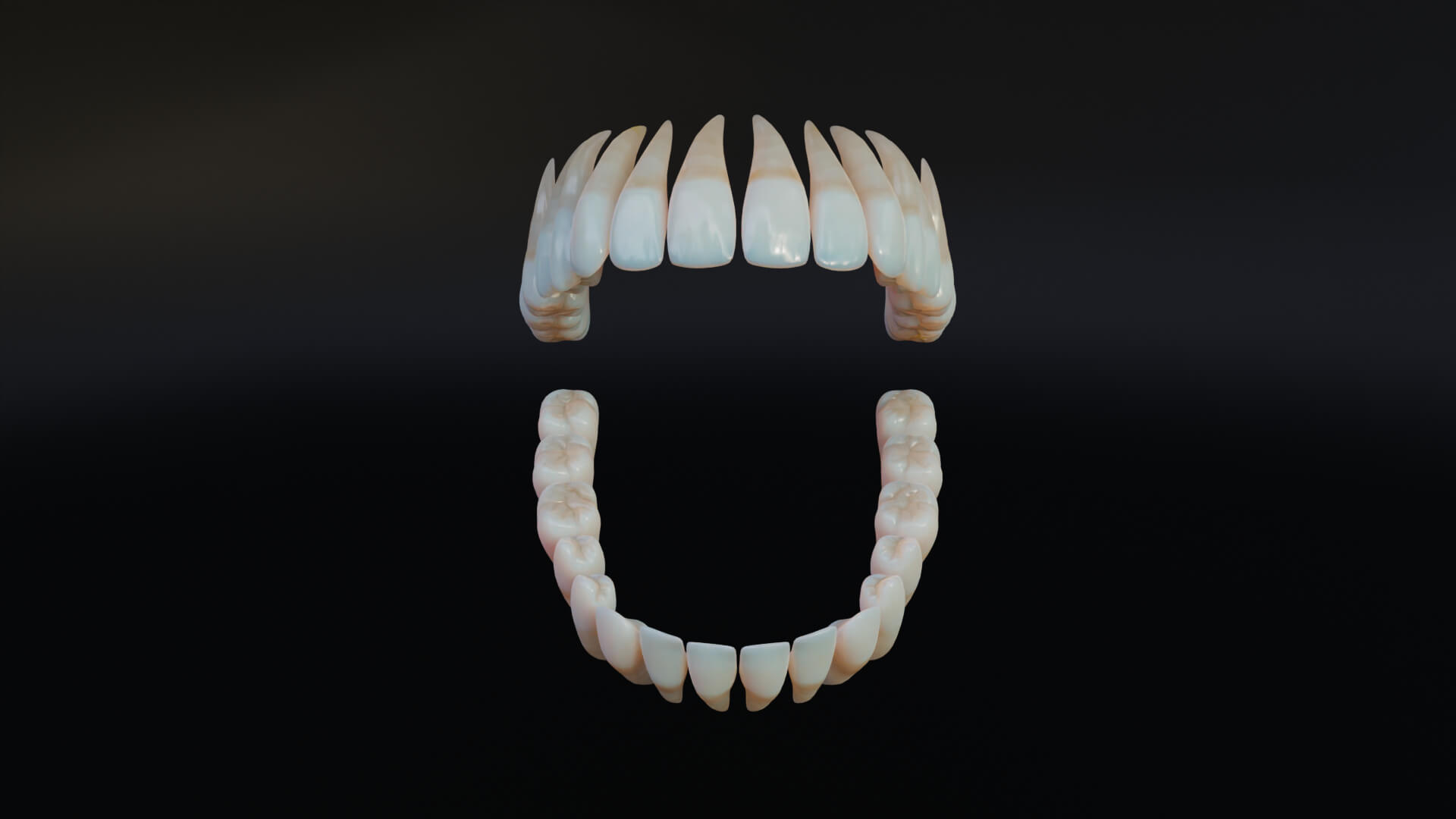 Dirty Human Teeth Realistic and Detailed Low Poly 3D Model by 3DPolyForge