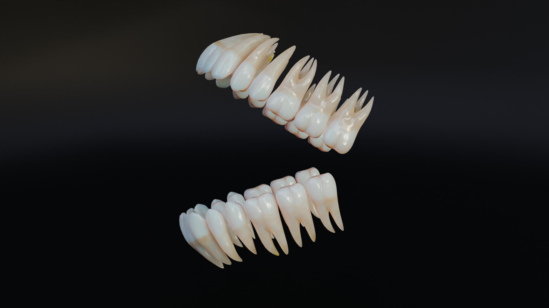 Dirty Human Teeth Realistic and Detailed Low Poly 3D Model by 3DPolyForge