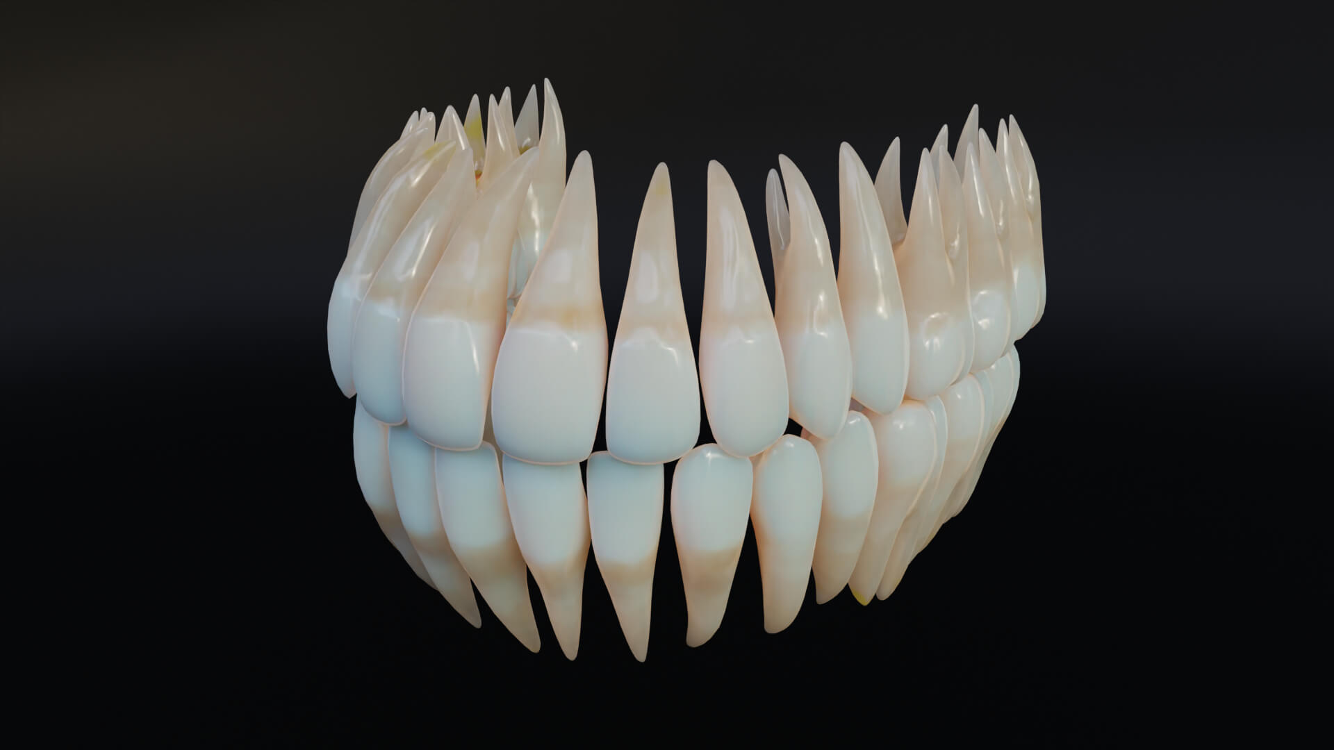 Dirty Human Teeth Realistic and Detailed Low Poly 3D Model by 3DPolyForge