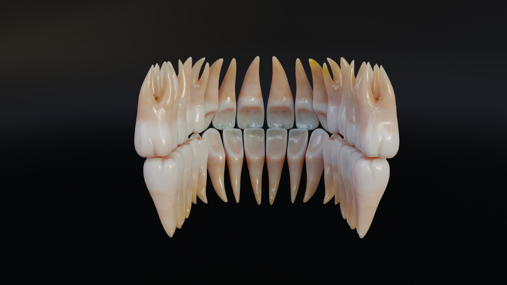 Dirty Human Teeth Realistic and Detailed Low Poly 3D Model by 3DPolyForge