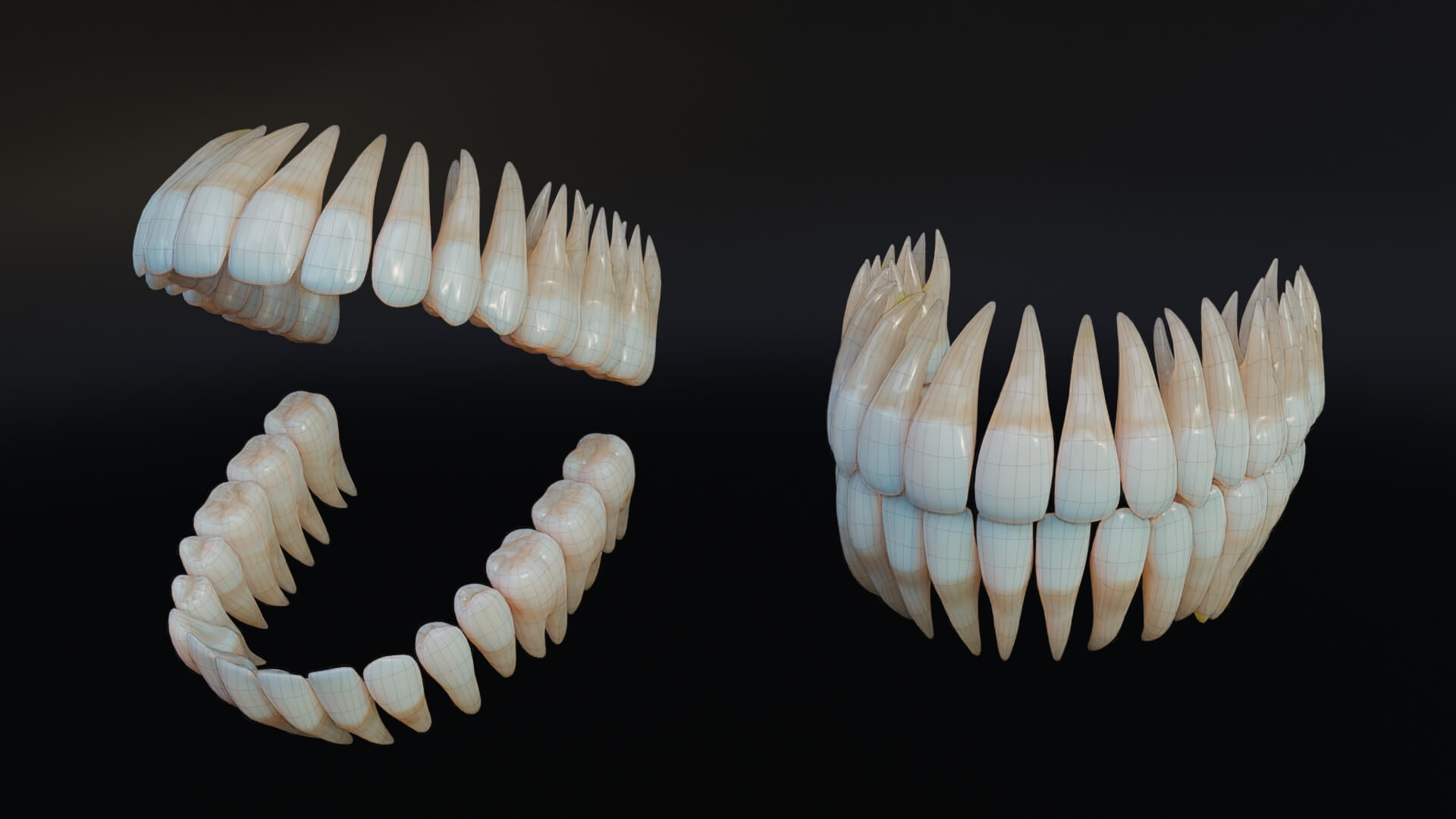 Dirty Human Teeth Realistic and Detailed Low Poly 3D Model by 3DPolyForge