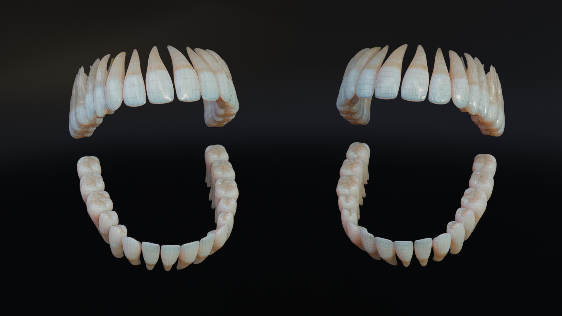 Dirty Human Teeth Realistic and Detailed Low Poly 3D Model by 3DPolyForge
