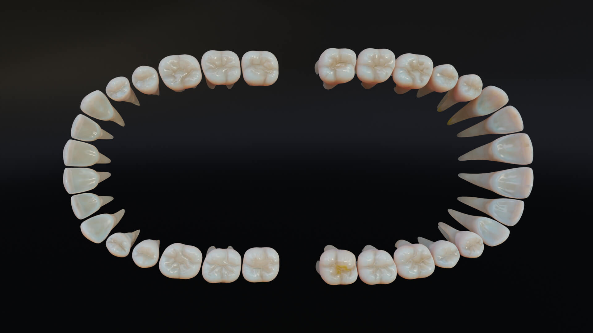 Dirty Human Teeth Realistic and Detailed Low Poly 3D Model by 3DPolyForge