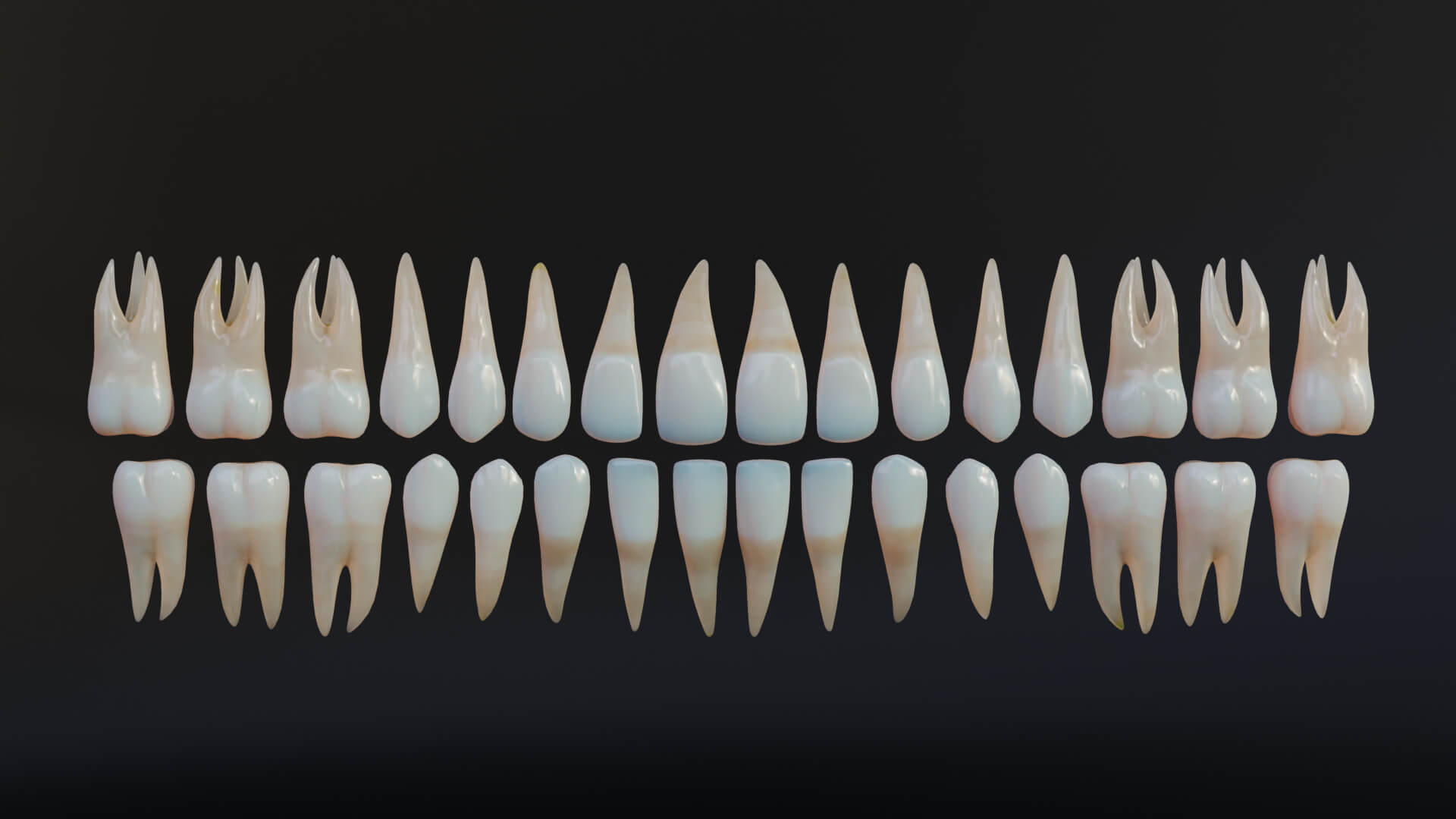Dirty Human Teeth Realistic and Detailed Low Poly 3D Model by 3DPolyForge