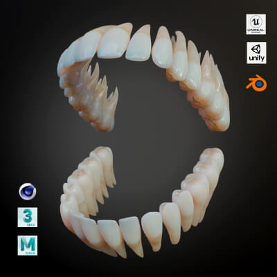 Dirty Human Teeth Realistic and Detailed Low Poly 3D Model by 3DPolyForge