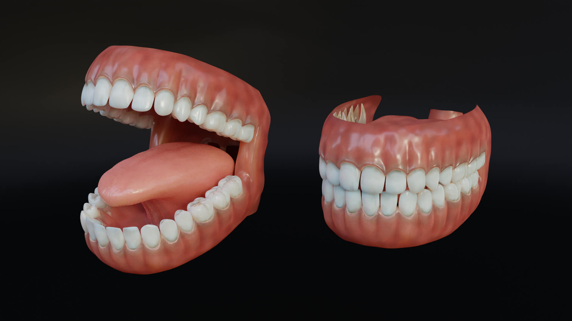 Human Mouth With Teeth Tongue and Gums - Rigged Low Poly 3D by 3DPolyForge