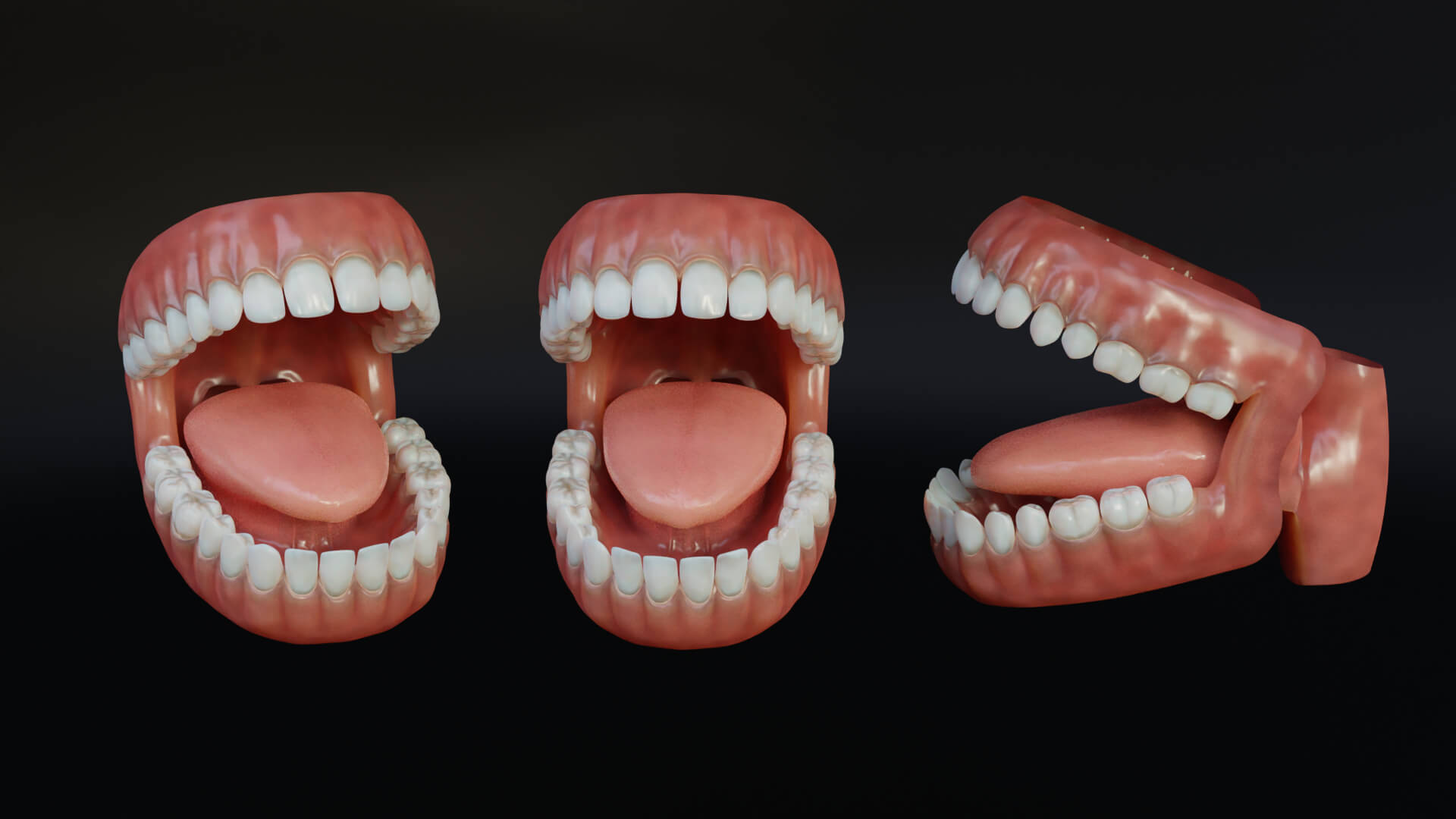 Human Mouth With Teeth Tongue and Gums - Rigged Low Poly 3D by 3DPolyForge