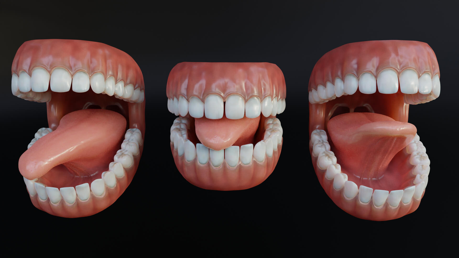 Human Mouth With Teeth Tongue and Gums - Rigged Low Poly 3D by 3DPolyForge