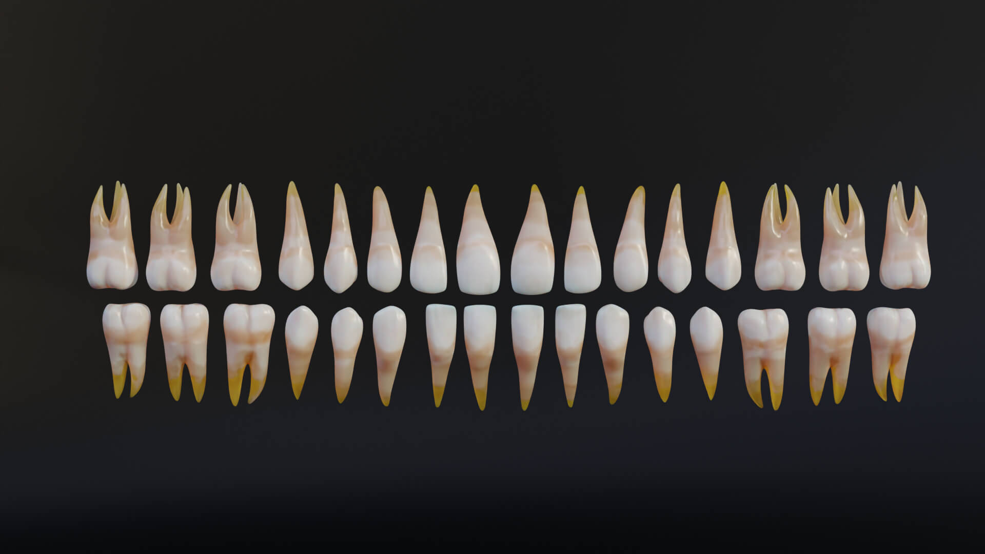 Human Mouth With Teeth Tongue and Gums - Rigged Low Poly 3D by 3DPolyForge